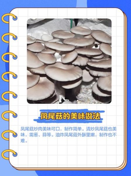凤尾菇怎么挑选_凤尾菇和杏鲍菇的区别-第2张图片-山城妙识