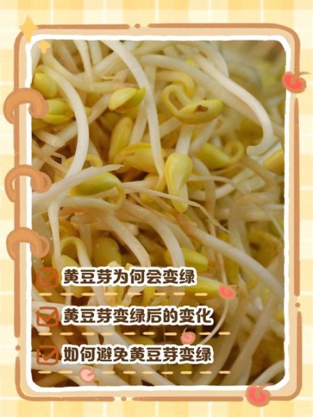 豆芽发芽了还能吃吗_豆芽变绿可以吃吗-第1张图片-山城妙识 豆芽发芽了还能吃吗_豆芽变绿可以吃吗-第1张图片-山城妙识