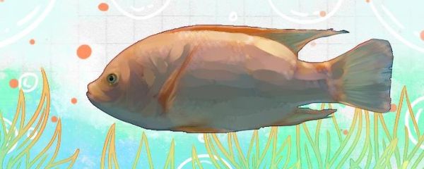 花雕鱼是什么鱼_花雕鱼是淡水鱼吗-第3张图片-山城妙识 花雕鱼是什么鱼_花雕鱼是淡水鱼吗-第3张图片-山城妙识