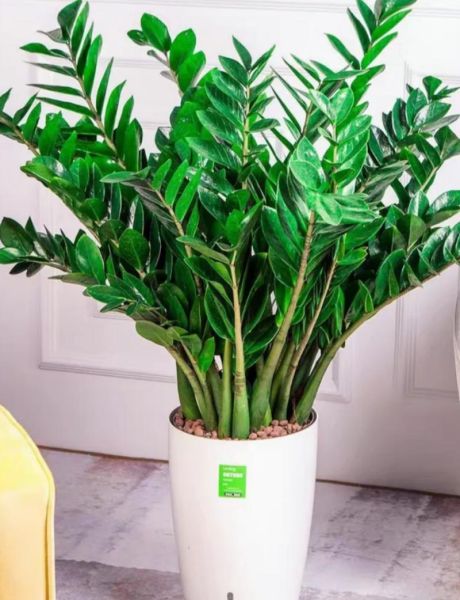 十二种招财花有哪些_家里摆什么花最旺财-第2张图片-山城妙识 十二种招财花有哪些_家里摆什么花最旺财-第2张图片-山城妙识