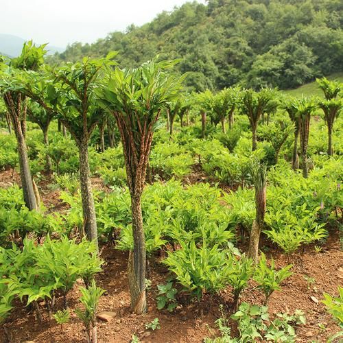 魔芋是芋头吗_魔芋和芋头区别-第3张图片-山城妙识