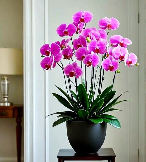 十二种招财花有哪些_家里摆什么花最旺财-第1张图片-山城妙识 十二种招财花有哪些_家里摆什么花最旺财-第1张图片-山城妙识