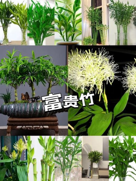 十二种招财花有哪些_家里摆什么花最旺财-第3张图片-山城妙识 十二种招财花有哪些_家里摆什么花最旺财-第3张图片-山城妙识