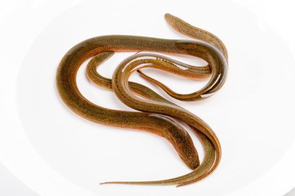 黄鳝吃什么长大的_野生与人工饲料差异-第1张图片-山城妙识