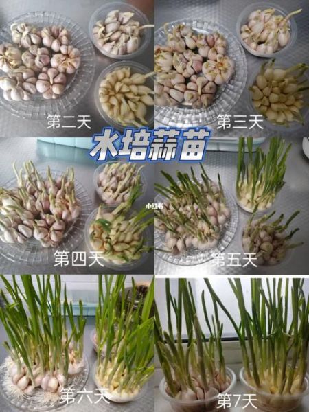 蒜苗怎么种_家庭阳台蒜苗种植方法-第3张图片-山城妙识