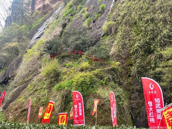 大红袍产地在哪里_武夷山景区核心产区详解-第3张图片-山城妙识