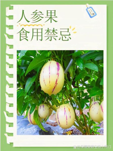 人参果的正确吃法_人参果的功效与作用-第3张图片-山城妙识