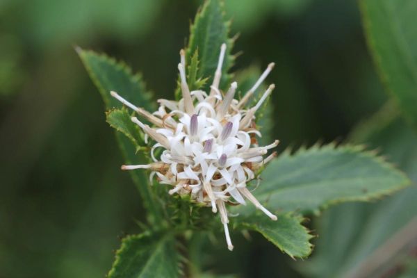 苍术的功效与作用及副作用_苍术泡水喝的禁忌-第3张图片-山城妙识