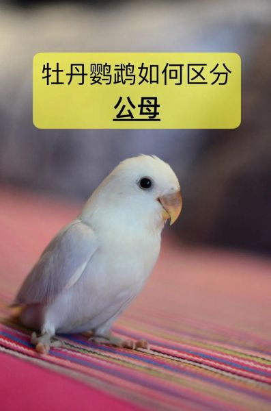 牡丹鹦鹉图片_怎么分辨公母-第1张图片-山城妙识 牡丹鹦鹉图片_怎么分辨公母-第1张图片-山城妙识