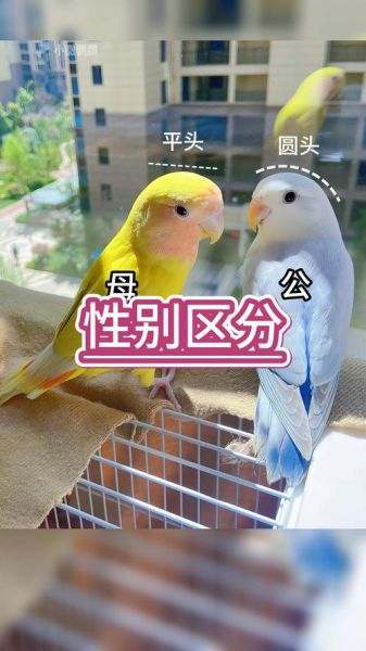 牡丹鹦鹉图片_怎么分辨公母-第2张图片-山城妙识 牡丹鹦鹉图片_怎么分辨公母-第2张图片-山城妙识
