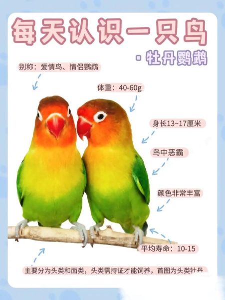 牡丹鹦鹉图片_怎么分辨公母-第3张图片-山城妙识 牡丹鹦鹉图片_怎么分辨公母-第3张图片-山城妙识