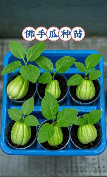 佛手瓜北方怎么种植_佛手瓜北方种植时间-第3张图片-山城妙识