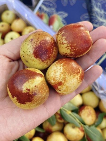 冬枣什么时候成熟_冬枣怎么挑选才甜-第3张图片-山城妙识