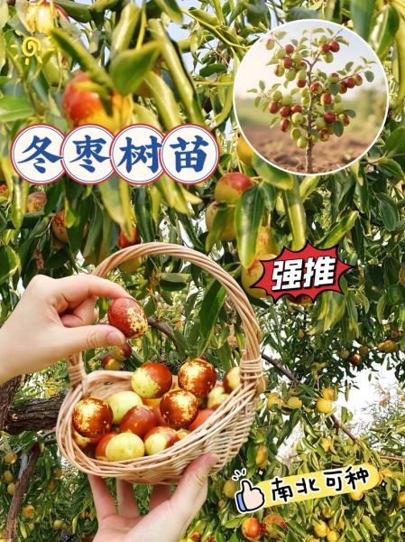 冬枣什么时候成熟_冬枣怎么挑选才甜-第2张图片-山城妙识