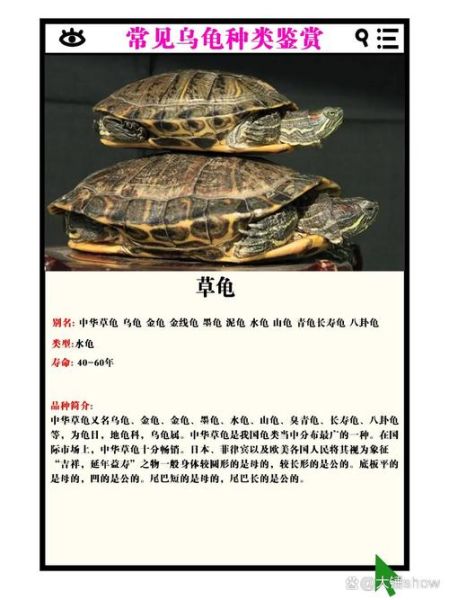 野生乌龟图片_野生乌龟怎么分辨品种-第3张图片-山城妙识