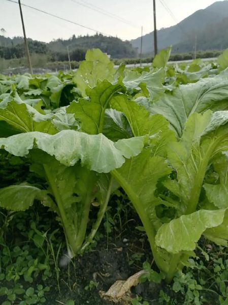 广东芥菜品种图片大全_哪种芥菜最适合家庭种植-第1张图片-山城妙识