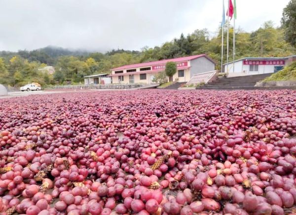 草寇和草果的区别_草寇和草果哪个香-第2张图片-山城妙识