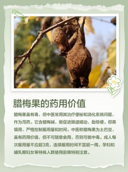 腊梅果子有什么功效_腊梅果子怎么吃效果最好-第2张图片-山城妙识