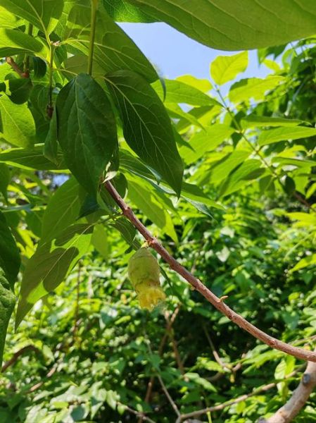 腊梅果子有什么功效_腊梅果子怎么吃效果最好-第3张图片-山城妙识