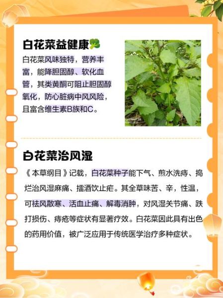 菜花有什么功效与作用_菜花禁忌人群有哪些-第3张图片-山城妙识