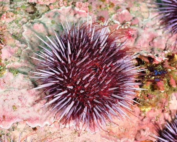 海胆图片大全_海胆种类有哪些-第1张图片-山城妙识