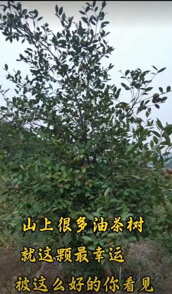 茶油有消炎消肿作用吗_茶油消肿效果怎么样-第1张图片-山城妙识