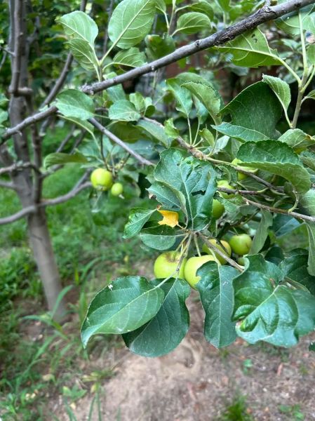 海棠果图片_如何分辨真假-第2张图片-山城妙识