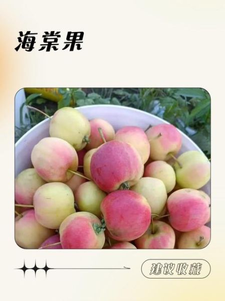 海棠果图片_如何分辨真假-第1张图片-山城妙识