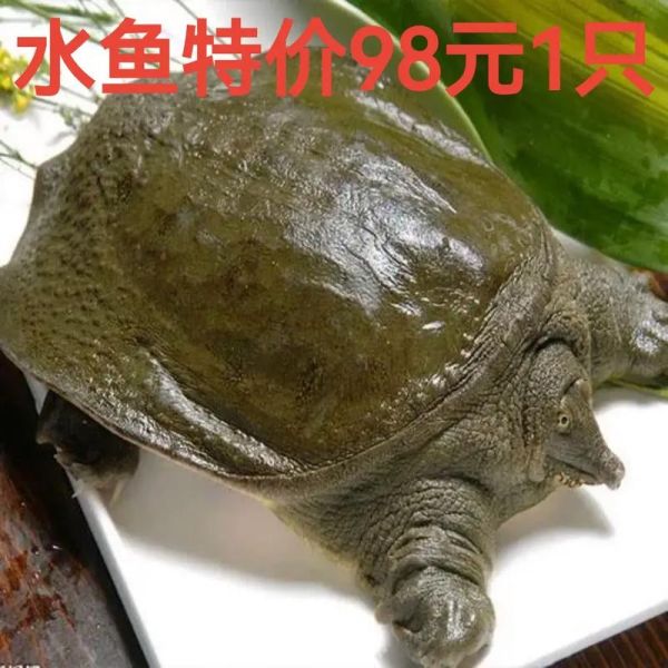 甲鱼批发价格多少钱一斤_如何挑选优质甲鱼-第1张图片-山城妙识 甲鱼批发价格多少钱一斤_如何挑选优质甲鱼-第1张图片-山城妙识