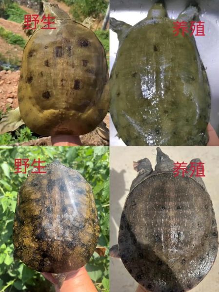 甲鱼批发价格多少钱一斤_如何挑选优质甲鱼-第2张图片-山城妙识 甲鱼批发价格多少钱一斤_如何挑选优质甲鱼-第2张图片-山城妙识