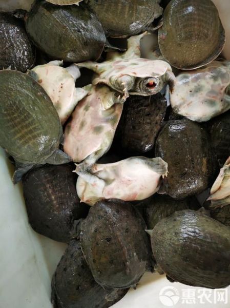 甲鱼批发价格多少钱一斤_如何挑选优质甲鱼-第3张图片-山城妙识 甲鱼批发价格多少钱一斤_如何挑选优质甲鱼-第3张图片-山城妙识