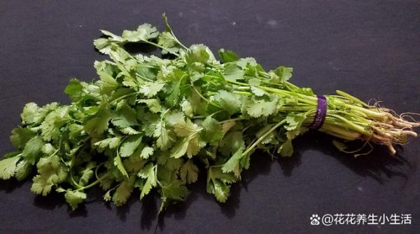 香菜壮阳还是杀精_男人吃香菜会不育吗-第2张图片-山城妙识