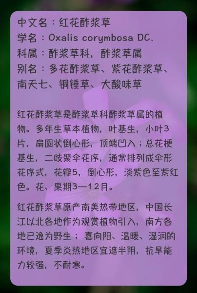 红花酢浆草图片大全_如何识别真假红花酢浆草-第3张图片-山城妙识