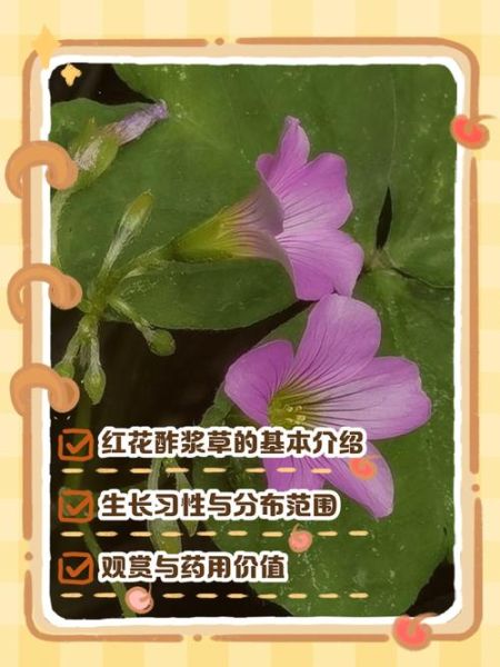 红花酢浆草图片大全_如何识别真假红花酢浆草-第2张图片-山城妙识