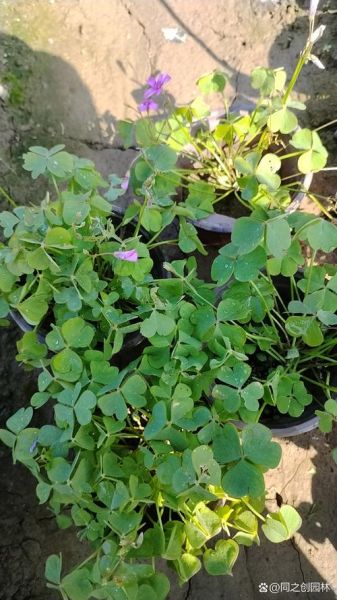 红花酢浆草图片大全_如何识别真假红花酢浆草-第1张图片-山城妙识