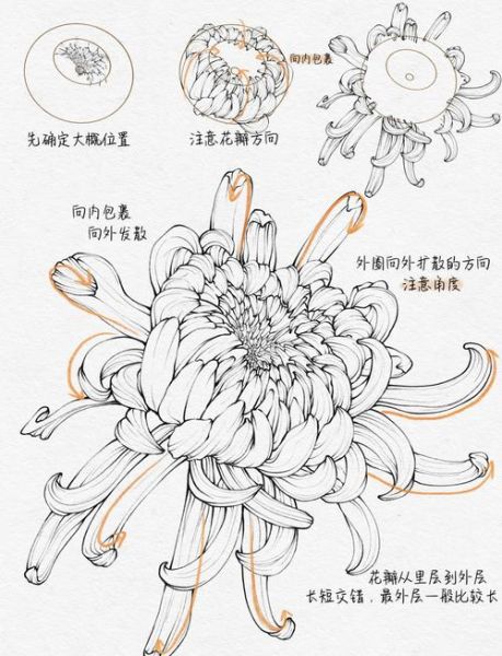菊花简笔画怎么画_菊花简笔画步骤-第1张图片-山城妙识