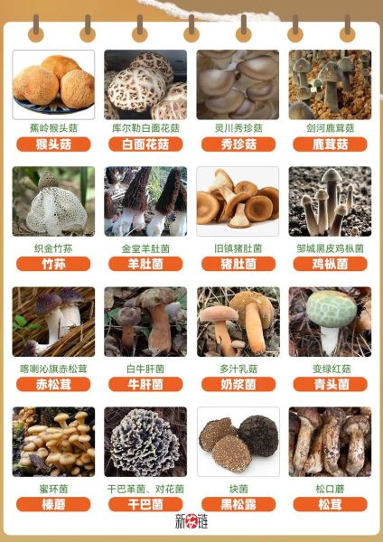 常见蘑菇种类有哪些_如何挑选新鲜蘑菇-第1张图片-山城妙识