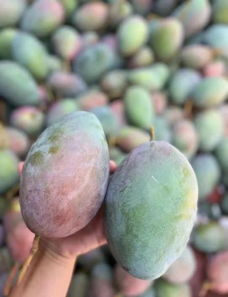 凯特芒果多少钱一斤_凯特芒果价格为什么差距大-第1张图片-山城妙识