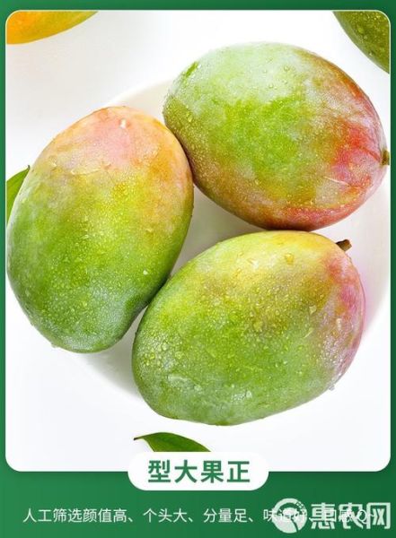 凯特芒果多少钱一斤_凯特芒果价格为什么差距大-第3张图片-山城妙识