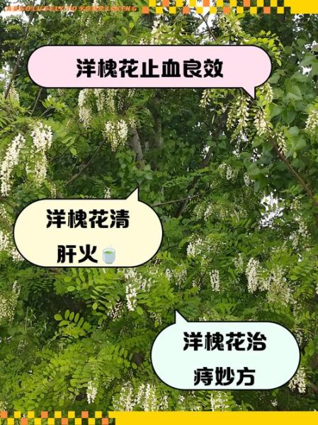 槐花可以泡水喝吗_槐花泡水功效与禁忌-第1张图片-山城妙识