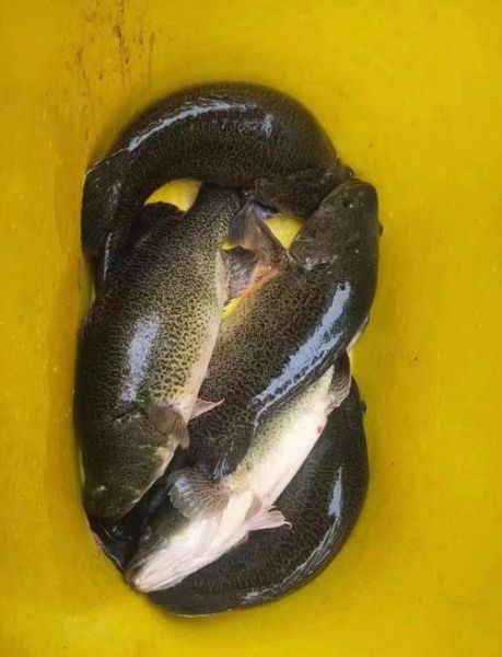 淡水鳕鱼是什么鱼_淡水鳕鱼多少钱一斤-第1张图片-山城妙识