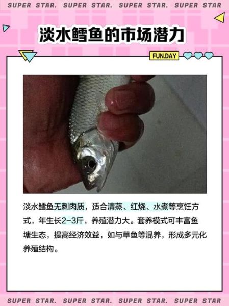 淡水鳕鱼是什么鱼_淡水鳕鱼多少钱一斤-第2张图片-山城妙识