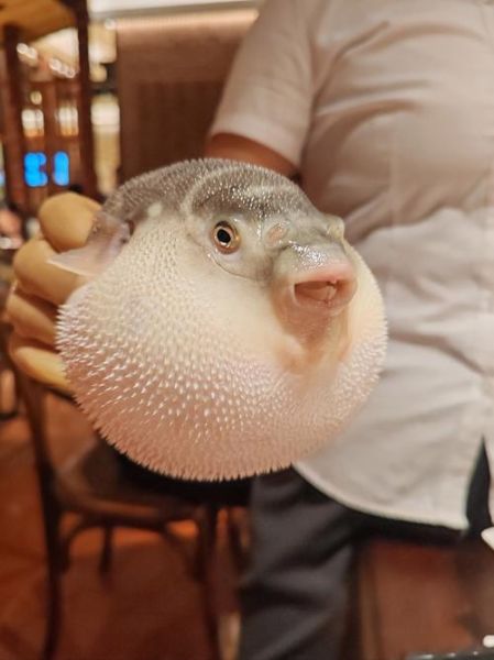 野生河豚鱼多少钱一斤_野生河豚鱼价格行情-第1张图片-山城妙识