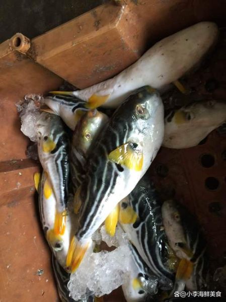 野生河豚鱼多少钱一斤_野生河豚鱼价格行情-第3张图片-山城妙识