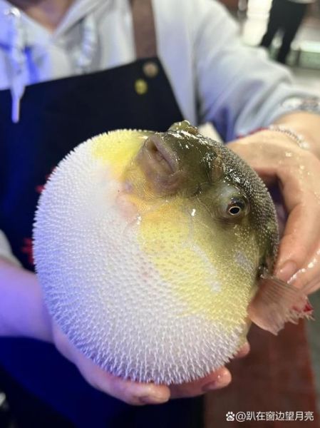 野生河豚鱼多少钱一斤_野生河豚鱼价格行情-第2张图片-山城妙识