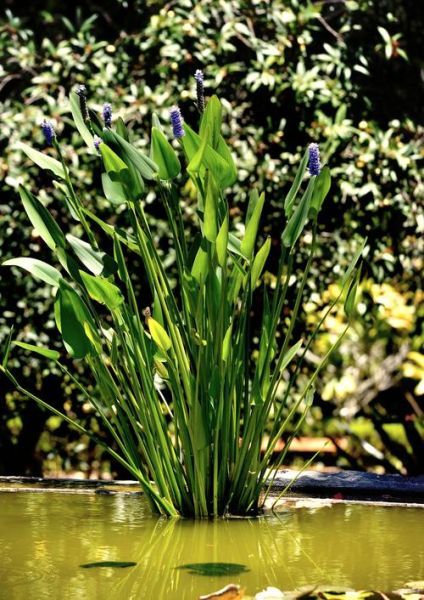 梭鱼草的功效与作用_梭鱼草能长期泡水喝吗-第1张图片-山城妙识