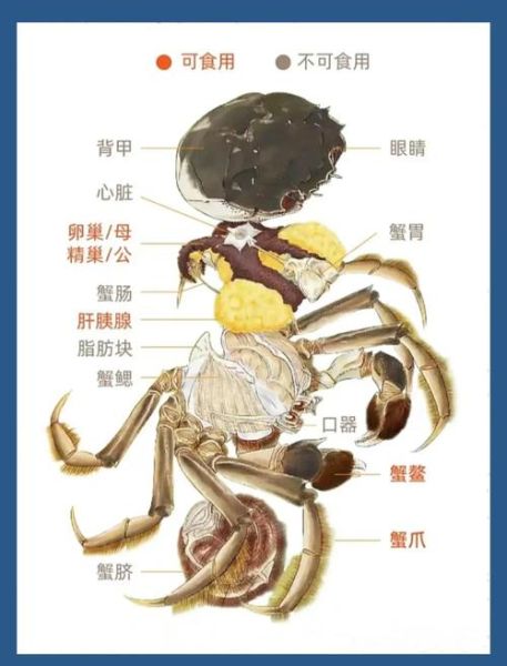 大闸蟹哪些部位不能吃_蟹腮蟹心蟹胃怎么区分-第2张图片-山城妙识