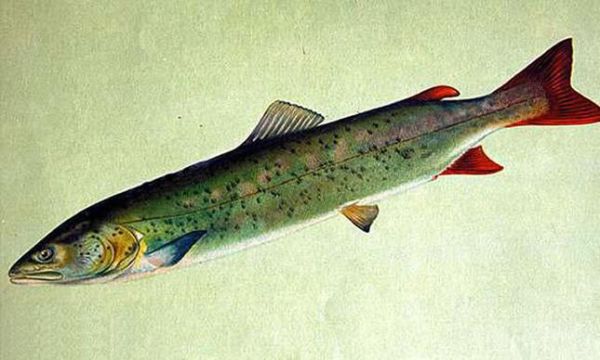 巨型哲罗鲑鱼图片_真实体型有多大-第2张图片-山城妙识