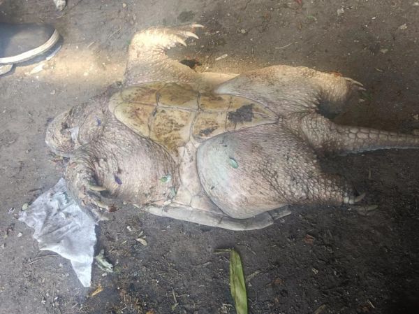 乌龟临死前的征兆_如何判断乌龟是否快死了-第1张图片-山城妙识