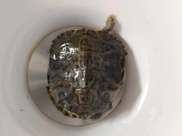 乌龟临死前的征兆_如何判断乌龟是否快死了-第3张图片-山城妙识